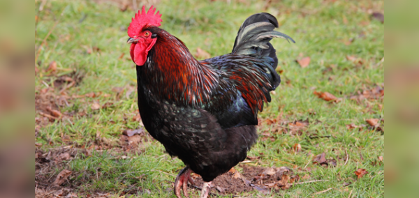 31 Best Desert Chicken Breeds - The Happy Chicken Coop
