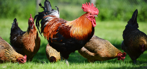 Chicken Feather Loss: Cause and Cure
