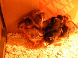 What Is A Chicken Brooders: Everything you Need to Know - The Happy ...