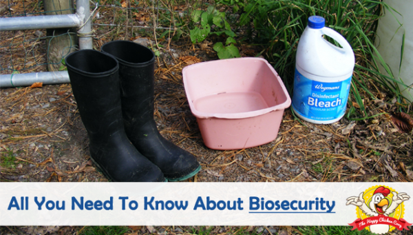 Biosecurity and Chickens: All About Biosecurity in Poultry - The Happy ...