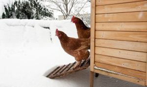 Chapter Three: How To Feed Your Chickens Correctly During Winter - The ...