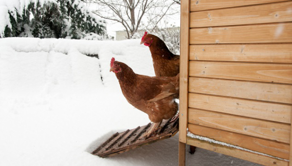 How To Prevent Frostbite During Winter? - The Happy Chicken Coop