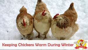 How To Keep Chickens Warm In The Winter - The Happy Chicken Coop