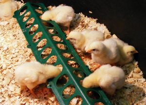 Baby Chicks: Definitive Care Guide - The Happy Chicken Coop