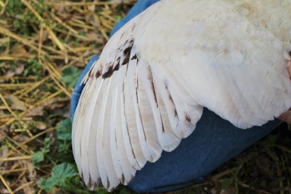 The Miracle of Chickens’ Feathers - The Happy Chicken Coop