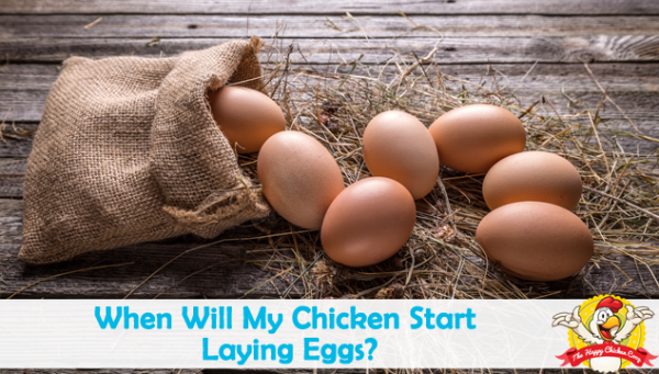 When Will My Chicken Start Laying Eggs 8228
