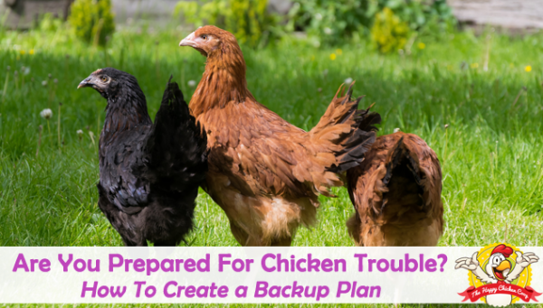 Cackle Hatchery and How To Pick The Right Hatchery - The Happy Chicken Coop