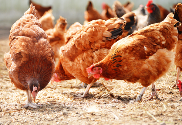 Grit and Oyster Shells: Do Your Chickens Need Them?