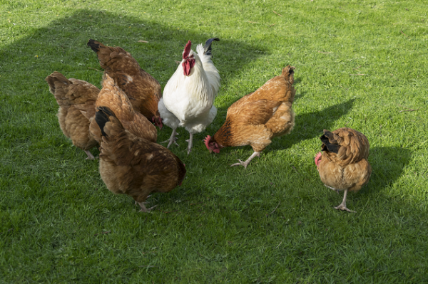 What’s the Perfect Ratio of Hens to Roosters? - The Happy Chicken Coop