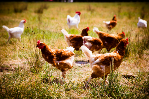 14 Best Chicken Breeds for Foraging - The Happy Chicken Coop