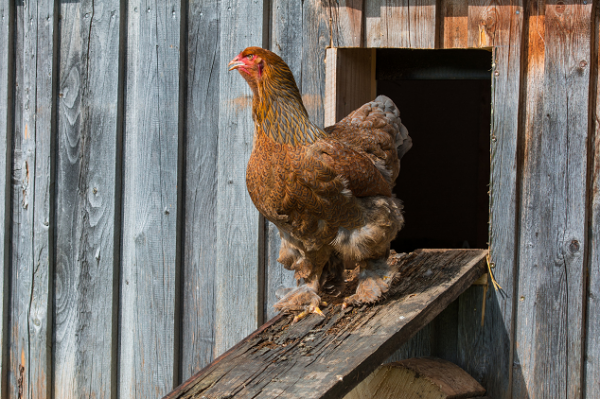 The Basics of Raising Healthy Hens - The Happy Chicken Coop