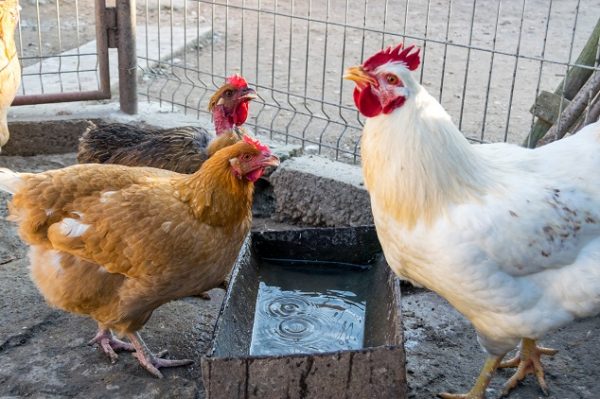 Poultry Waterer: Which Is Best For Your Flock? - The Happy Chicken Coop