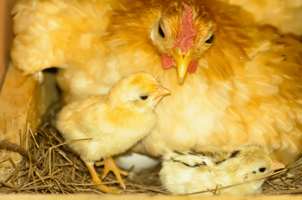 How To Tell Which Hens Are Laying Eggs - The Happy Chicken Coop