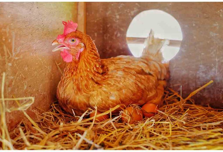 How To Tell Which Hens Are Laying Eggs - The Happy Chicken Coop