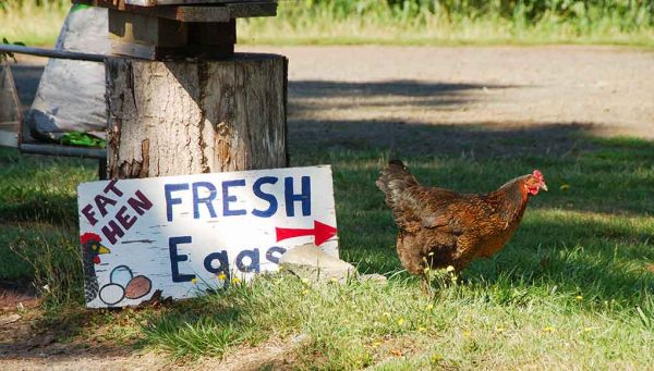 How to Start a Chicken Farm Business - The Happy Chicken Coop