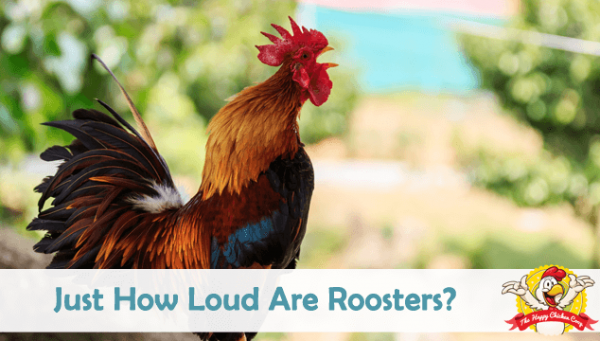 All You Need To Know About Rooster Spurs - The Happy Chicken Coop