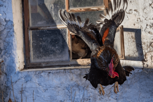 Can Chickens Fly? 5 Myths Debunked - The Happy Chicken Coop
