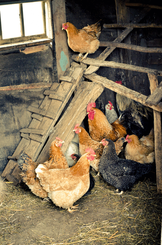 All You Need To Know About Coryza in Chickens