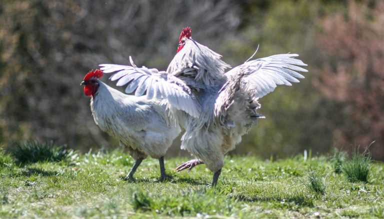 Lavender Orpington: Breed Information, Care Guide, Egg Color and More ...