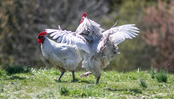Lavender Orpington: Breed Information, Care Guide, Egg Color and More ...