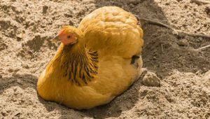Sand In Your Chicken Coop-Should You Use It?