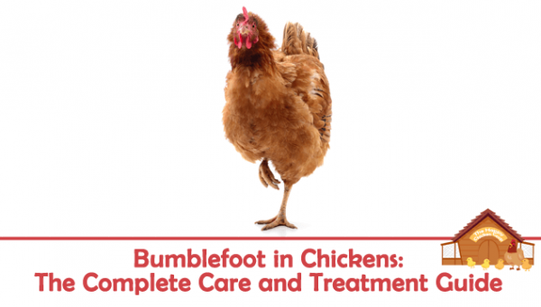 Bumblefoot in Chickens: The Complete Care and Treatment Guide - The ...