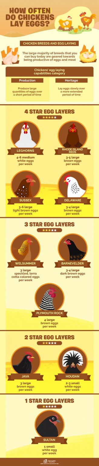 How Frequently Do Chickens Lay Eggs
