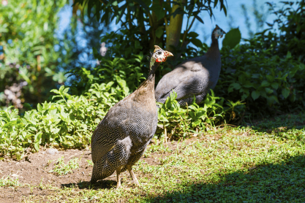Keeping Guinea Fowl with Chickens: 9 Things You Must Know
