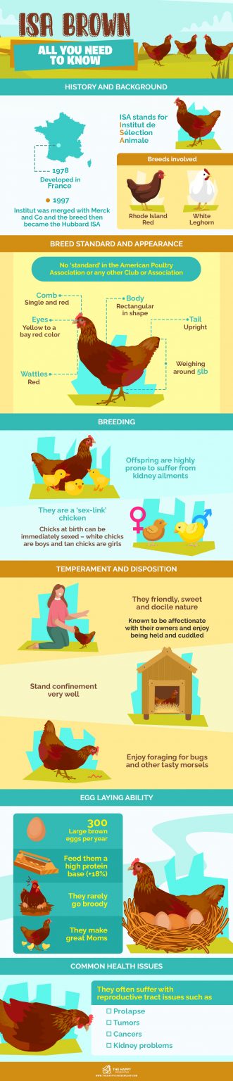 ISA Brown Chicken Breed: All You Need To Know - The Happy Chicken Coop