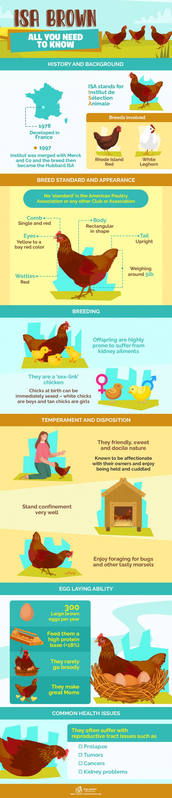 Isa Brown Chicken Breed All You Need To Know The Happy Chicken Coop