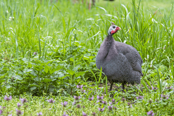 Keeping Guinea Fowl with Chickens: 9 Things You Must Know