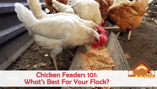 Chicken Feeders 101: What's Best for Your Flock? - The Happy Chicken Coop