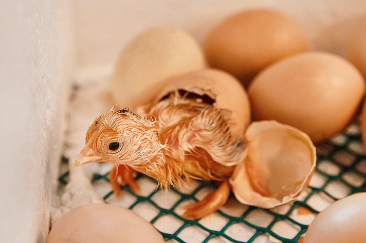 The Best Egg Incubator How To Choose And Use It Properly Updated 