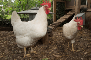Leghorn Chicken: An Overview - The Happy Chicken Coop
