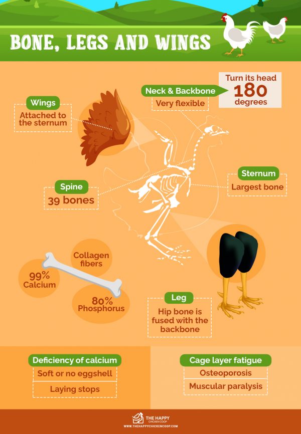Chicken Anatomy 101: Everything You Need To Know