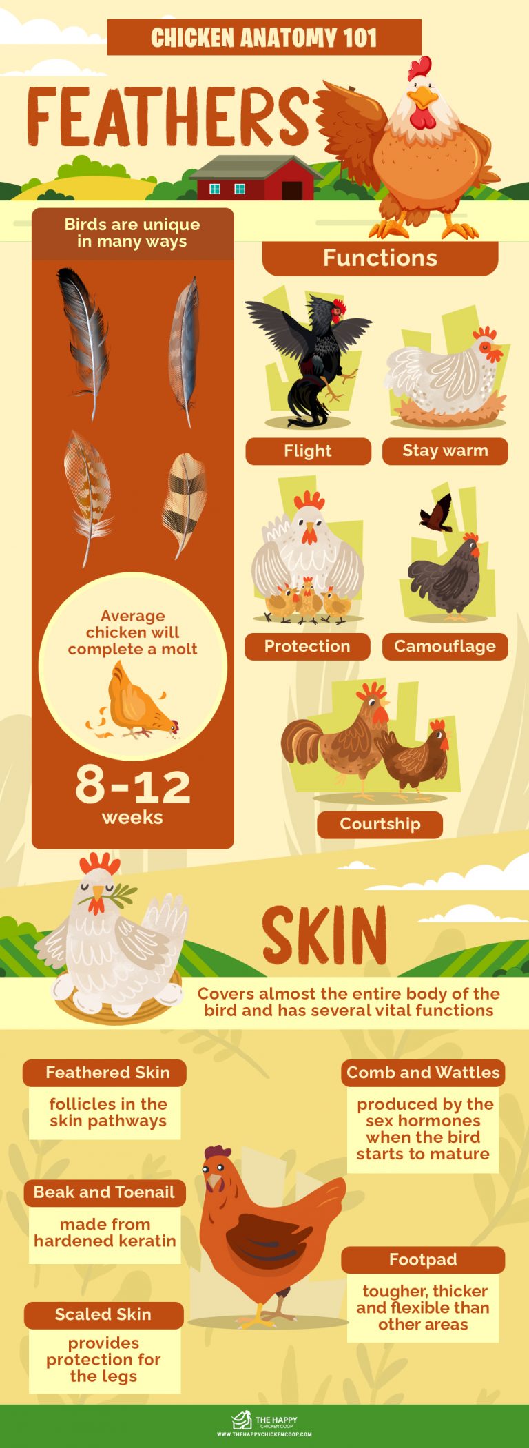 Chicken Anatomy 101: Everything You Need To Know