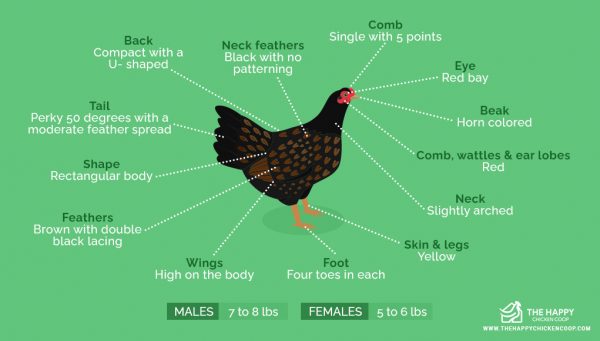 Barnevelder Chicken: What You Need To Know Before Buying