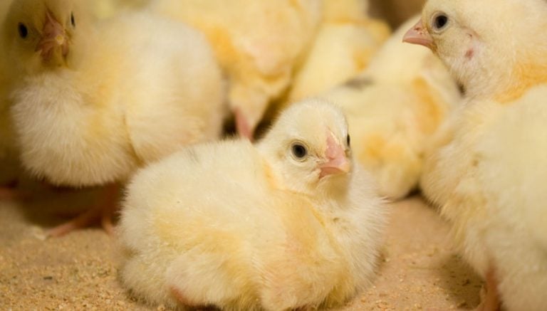 Baby Chicks: Definitive Care Guide - The Happy Chicken Coop
