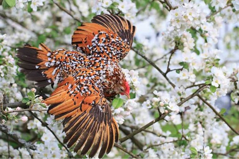 31 Best Desert Chicken Breeds - The Happy Chicken Coop