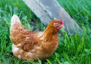 Golden Comet Chicken: What to Know Before Buying One