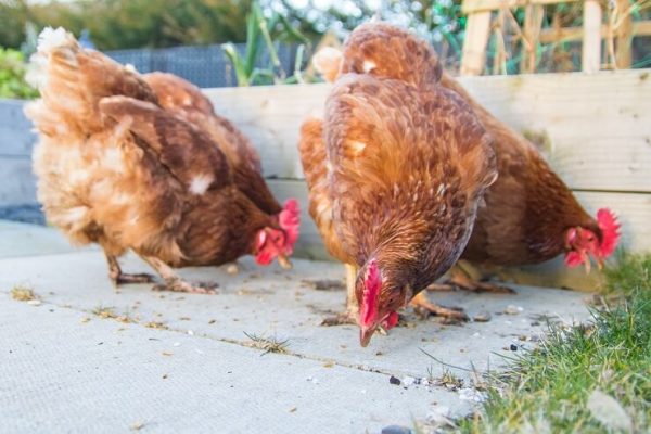 Possums Eat Chickens? How To Keep Your Flock Safe