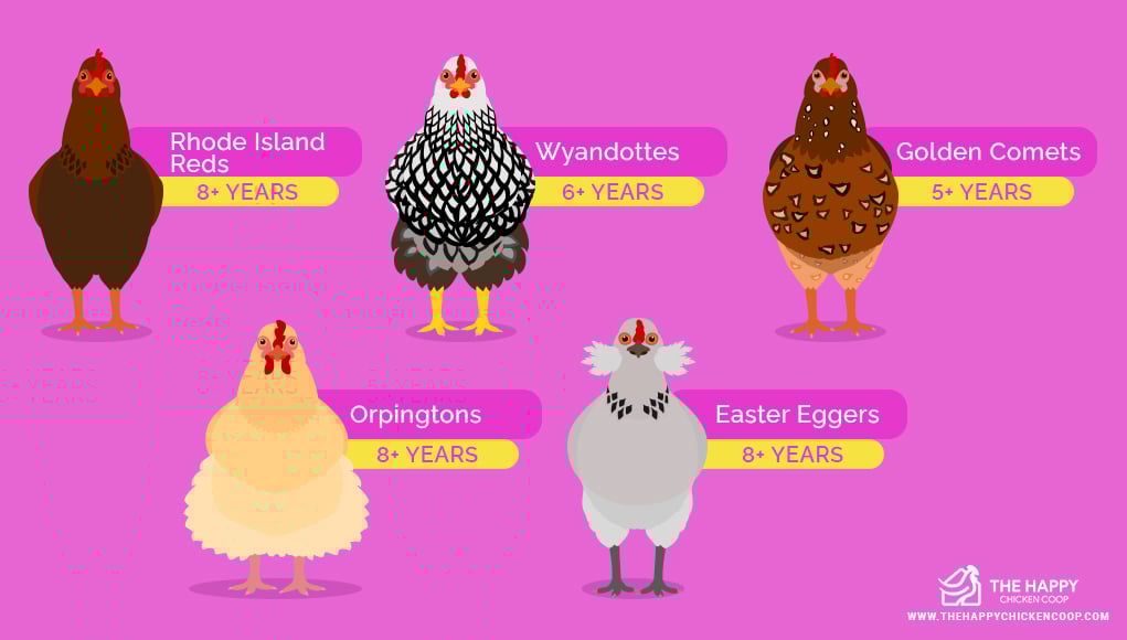 How Long Do Chickens Live 6 Factors That Impact Life Expectancy