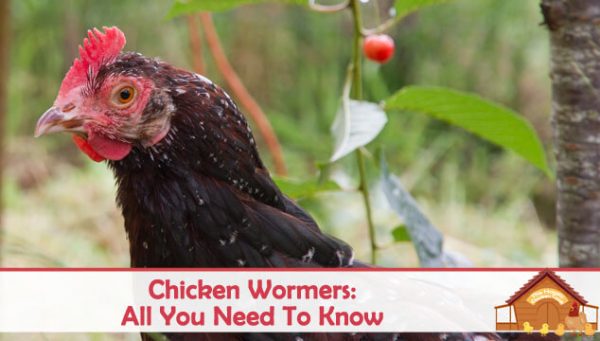 Chicken Wormers: All You Need To Know