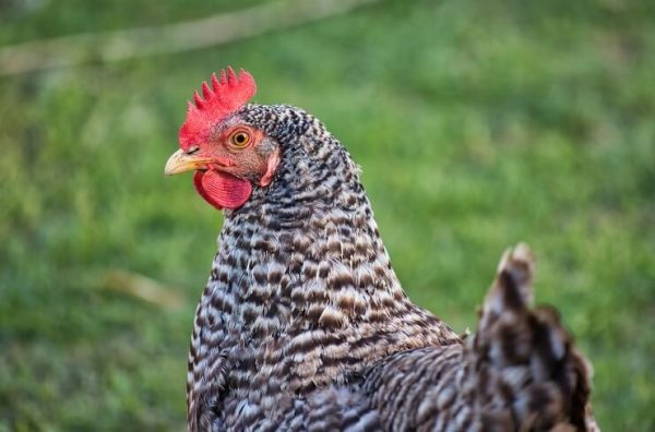 31 Best Desert Chicken Breeds - The Happy Chicken Coop