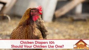 Chicken Diapers 101: Should Your Chicken Use One? - The Happy Chicken Coop