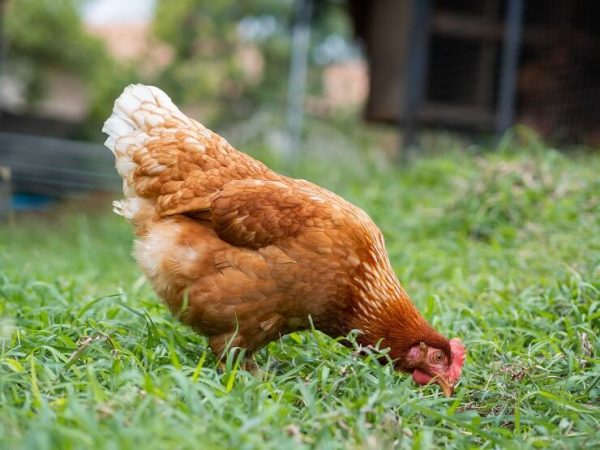 25 of the Best Chicken Facts (Binocular Vision, Dinosaurs and More ...