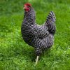 The Plymouth Rock Chicken: All You Need To Know