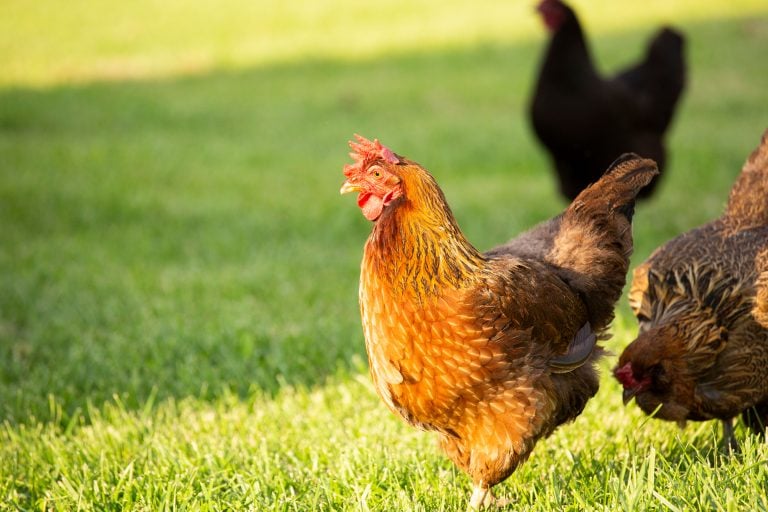 Welsummer Chicken: All You Need To Know - The Happy Chicken Coop