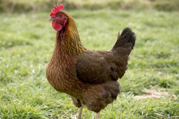 Welsummer Chicken: All You Need To Know - The Happy Chicken Coop