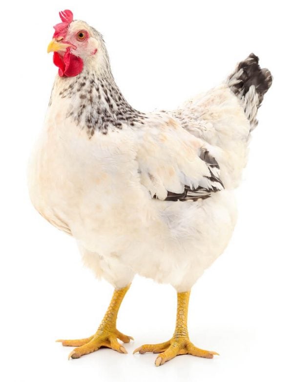 Delaware Chicken: Care, Egg Laying and Pictures